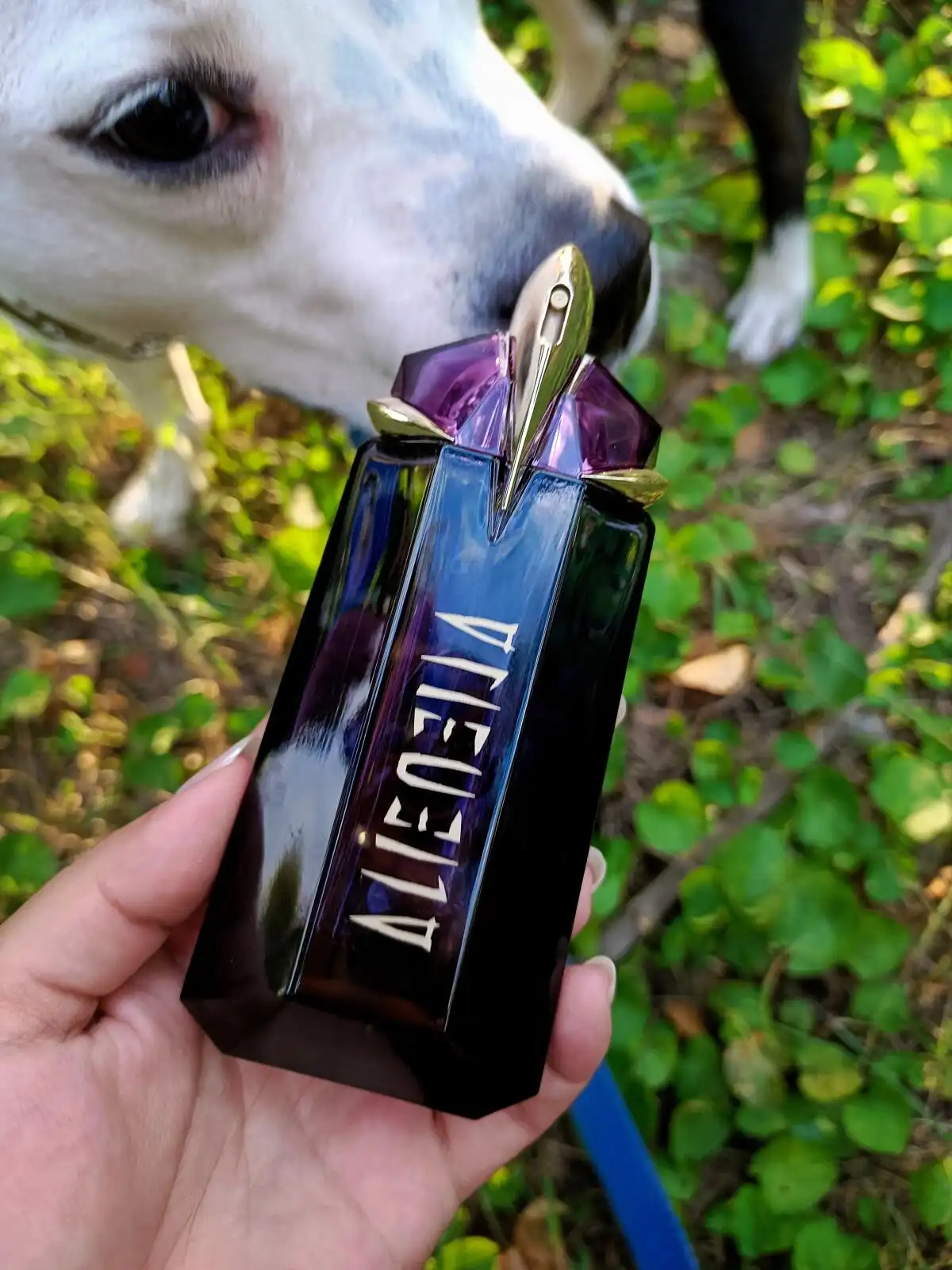 Review Nước Hoa Mugler Alien - MC Perfume & Diamond: Công Ty Nhập Khẩu ...
